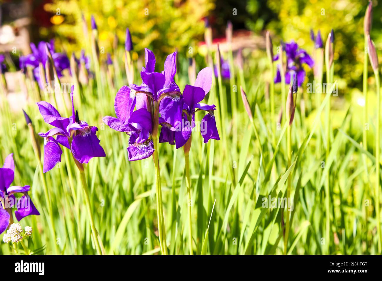 Iris 'Caesar's Brother growing at RHS Garden Wisley, Surrey, England ...