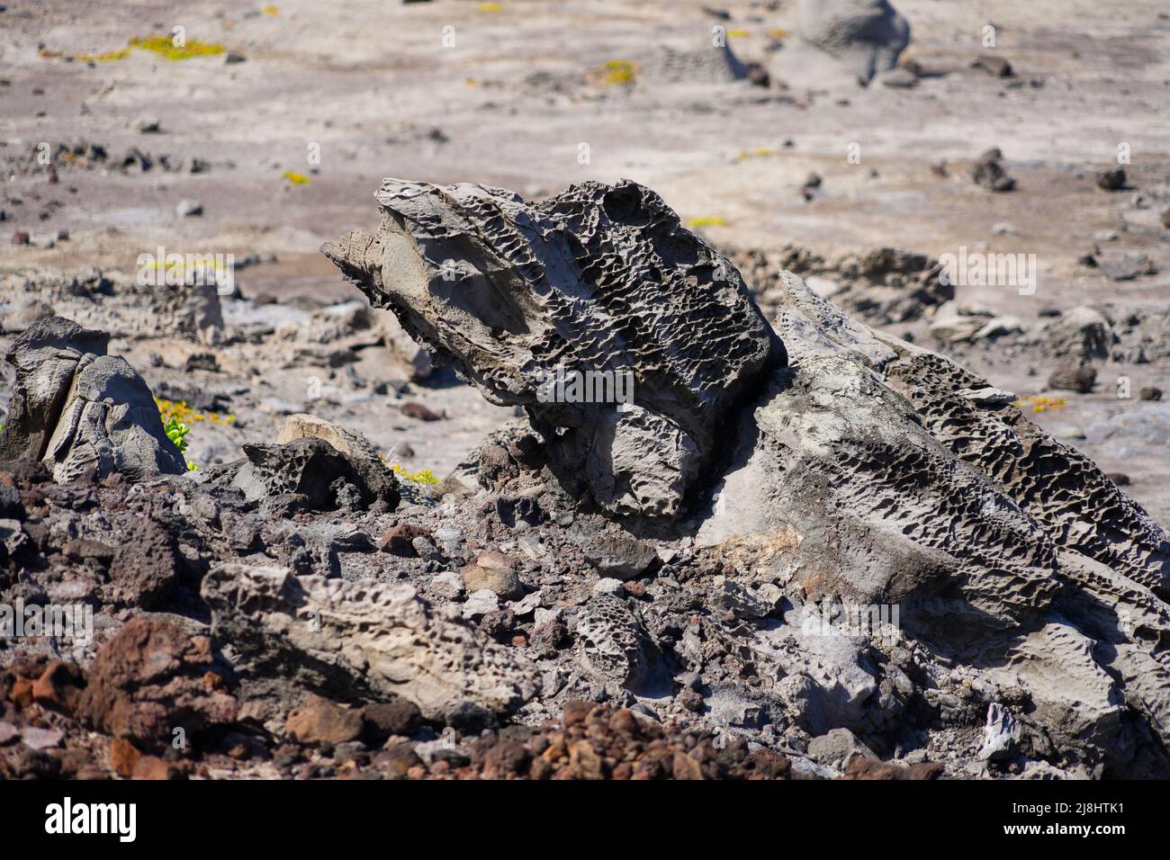 Natural volcanic lava rock sculpture on Hawea Point along the Kapalua ...