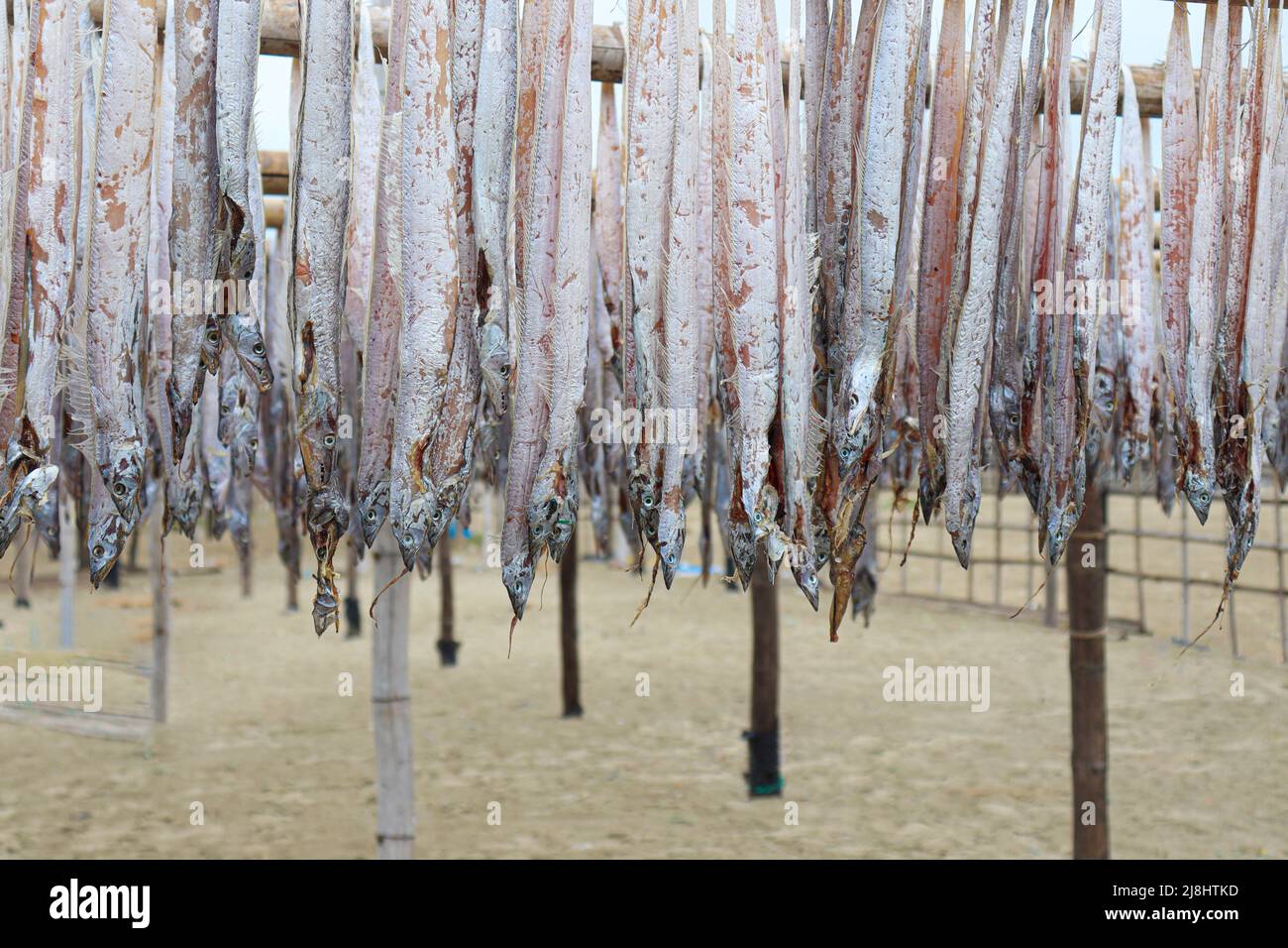 tasty dried and salted fish stock with hanging on farm for harvest and ...