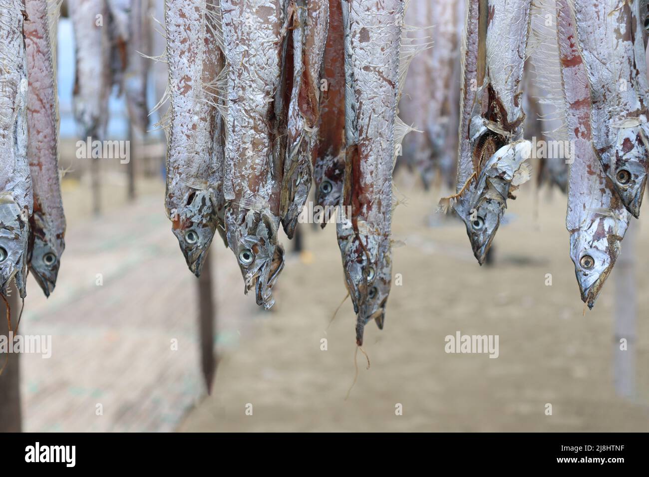 tasty dried and salted fish stock with hanging on farm for harvest and ...