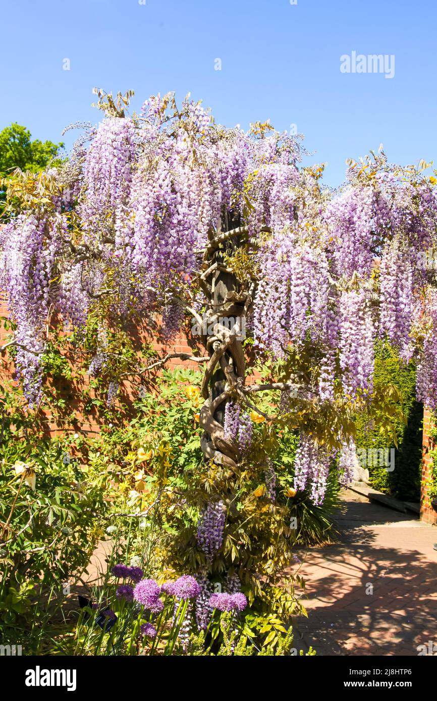 RHS Garden Wisley, Surrey, England, UK, 2022 daytime Stock Photo - Alamy