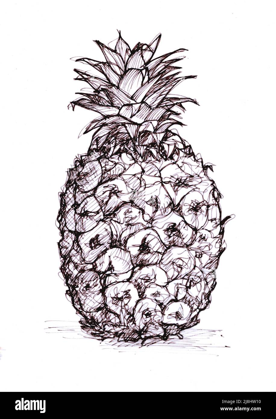Illustration in black ink of a pineapple on a white background Stock ...