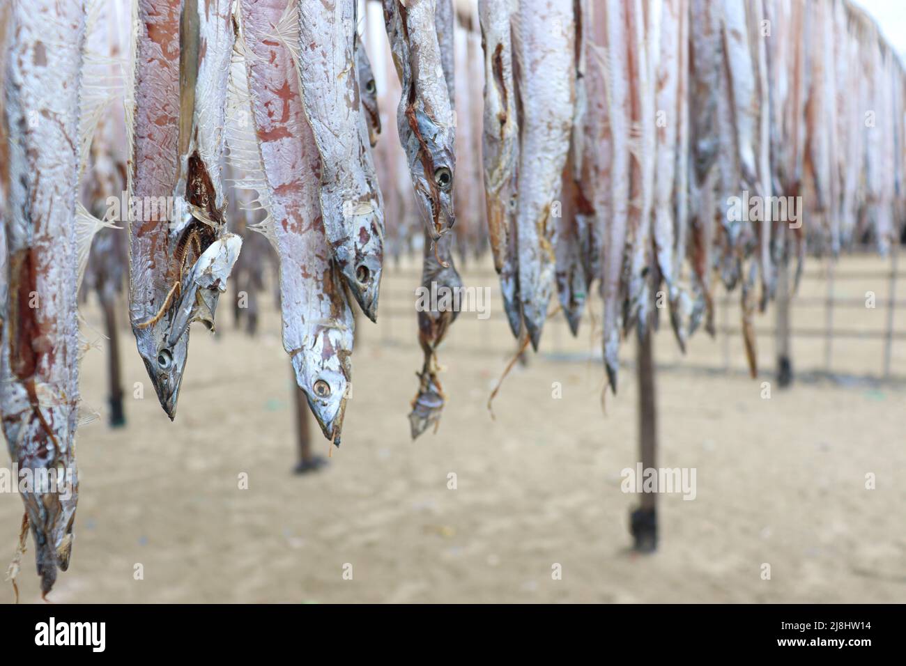 tasty dried and salted fish stock with hanging on farm for harvest and ...