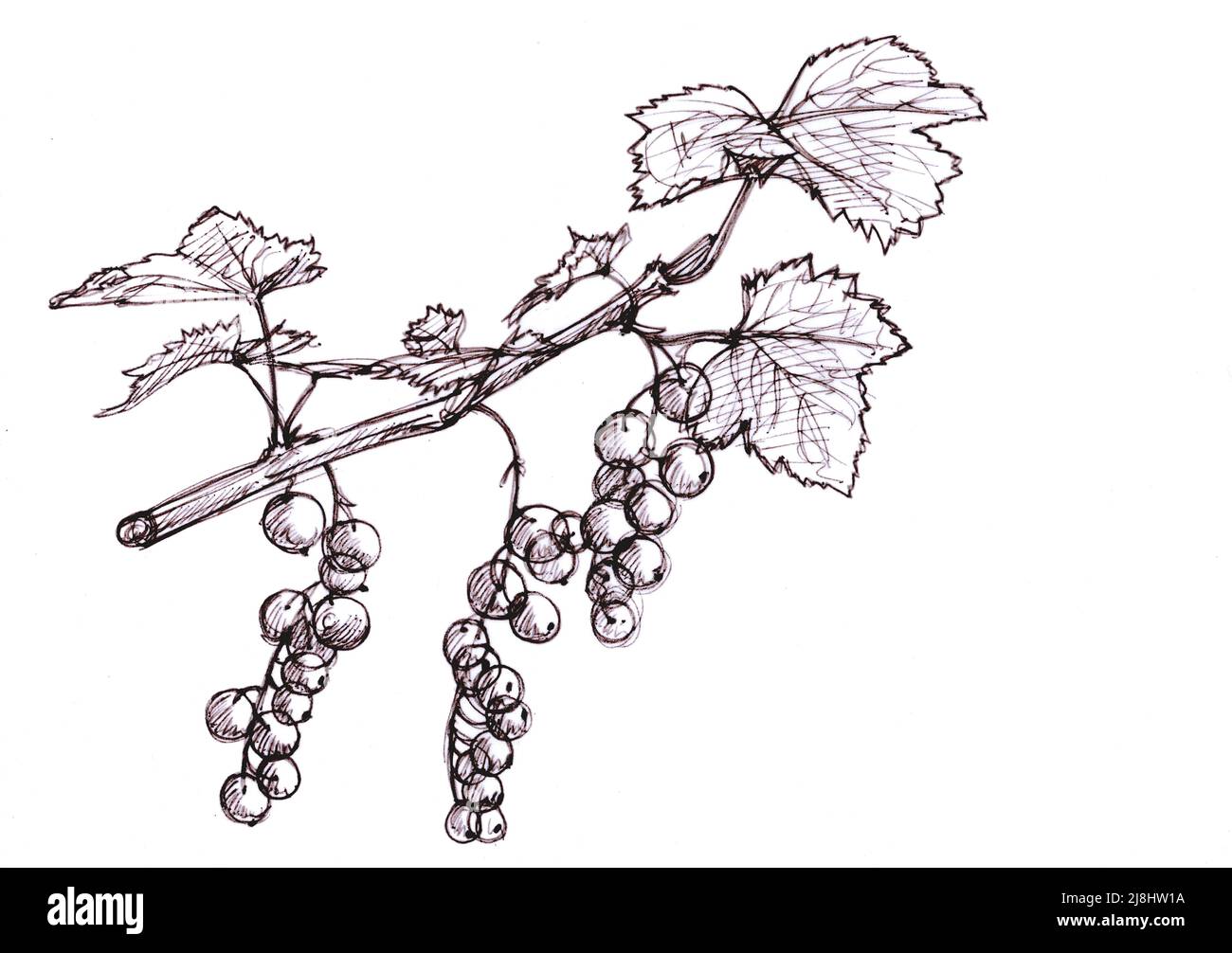 Illustration in black ink of a red current plant on a white background ...