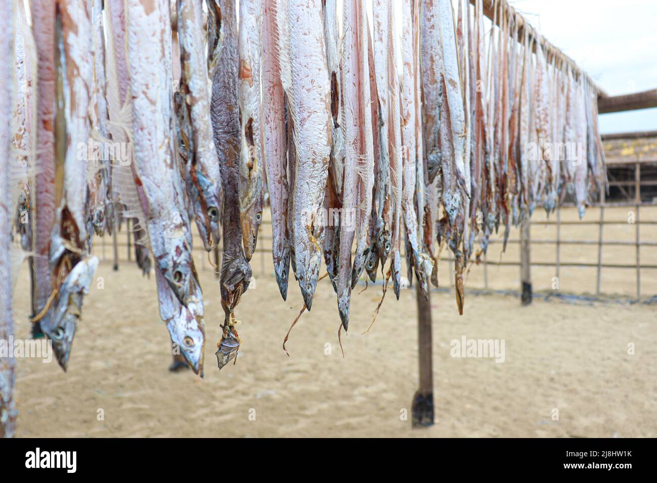 tasty dried and salted fish stock with hanging on farm for harvest and ...