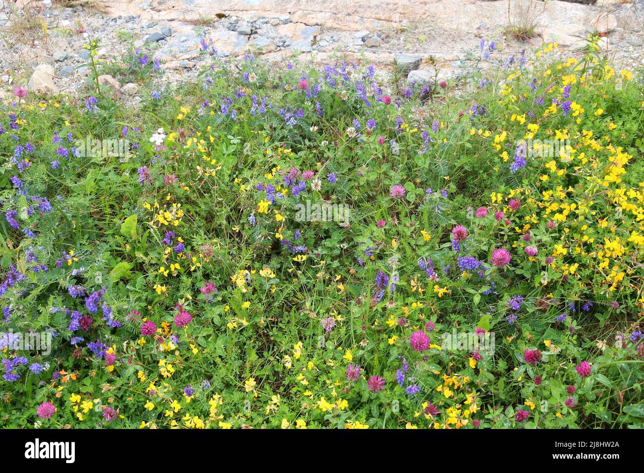 Wild flowers of Norway. Flora of Nordland region. Colorful flowers ...