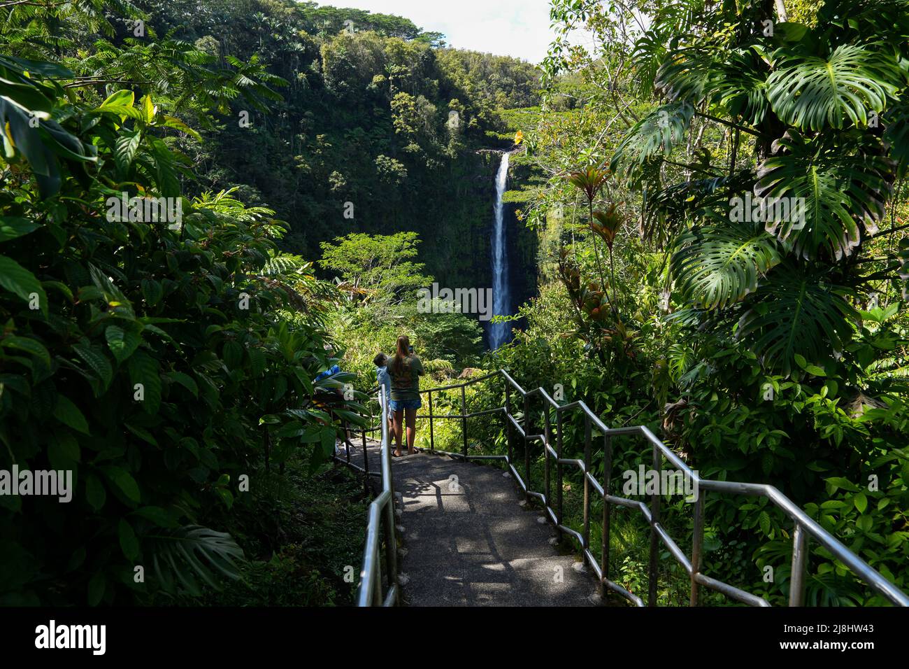 Stairs to the Akaka waterfall in the rainforest jungle of Akaka Falls ...