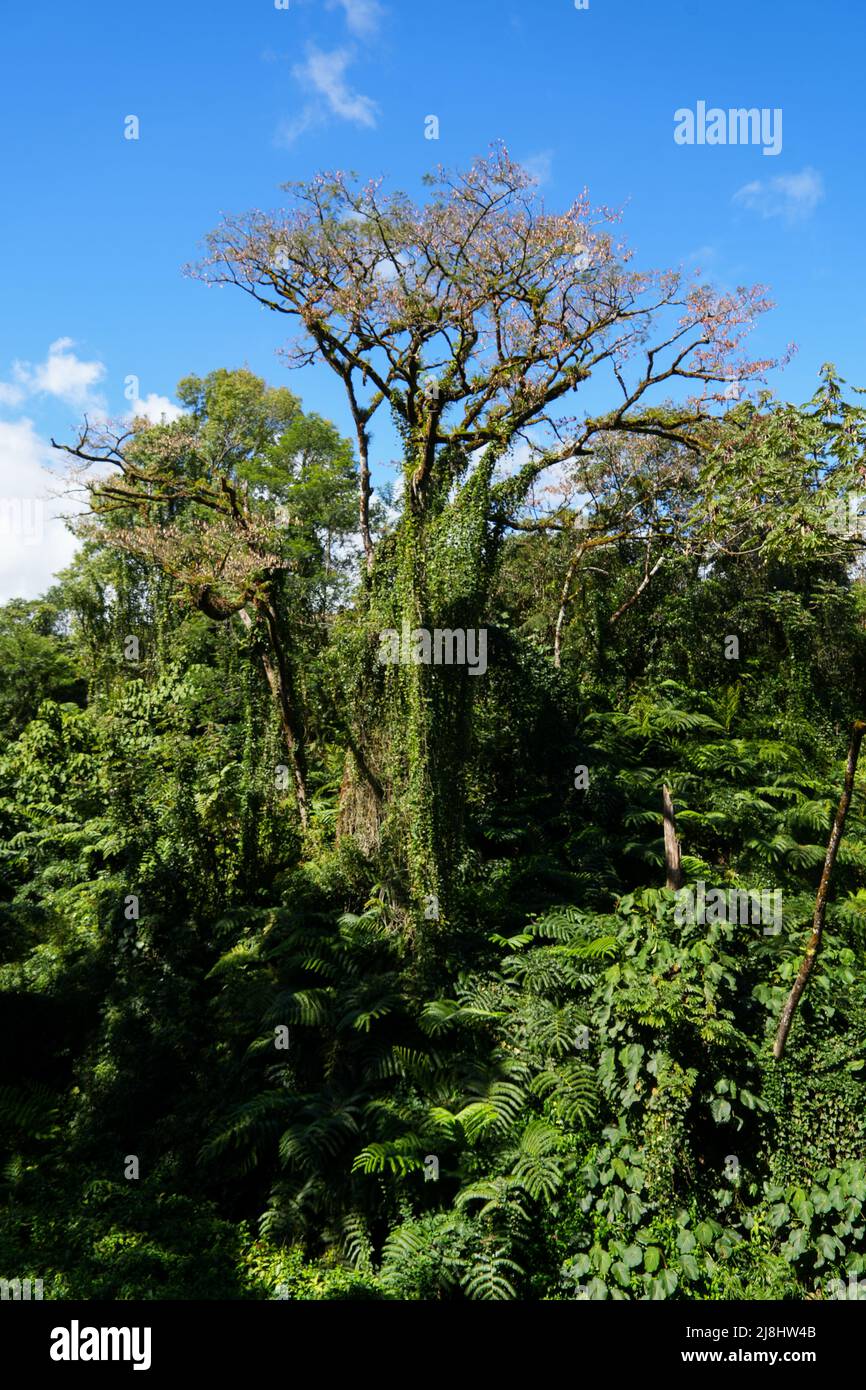 Tall tree in the rainforest of Akaka Falls State Park on the Big Island ...