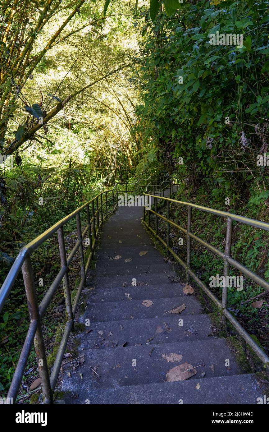 Stairs in the jungle on the trail to Akaka Falls the Big Island of ...