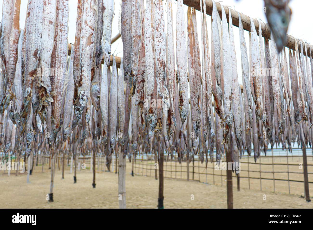 tasty dried and salted fish stock with hanging on farm for harvest and ...