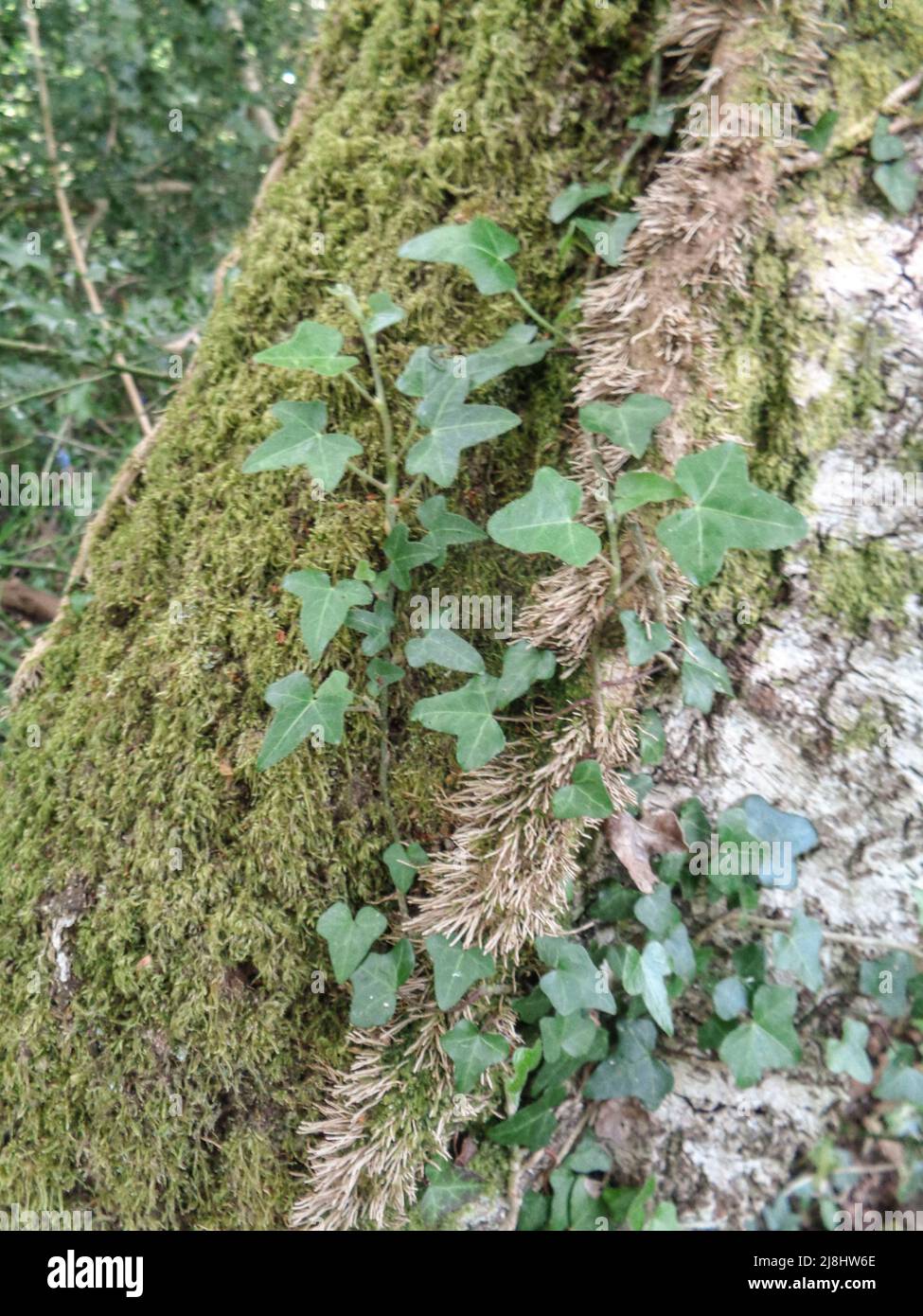 Close-up natural found still-life of patterns and texture in tree trunk ...