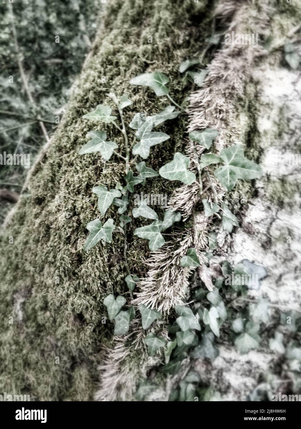 Close-up natural found still-life of patterns and texture in tree trunk ...