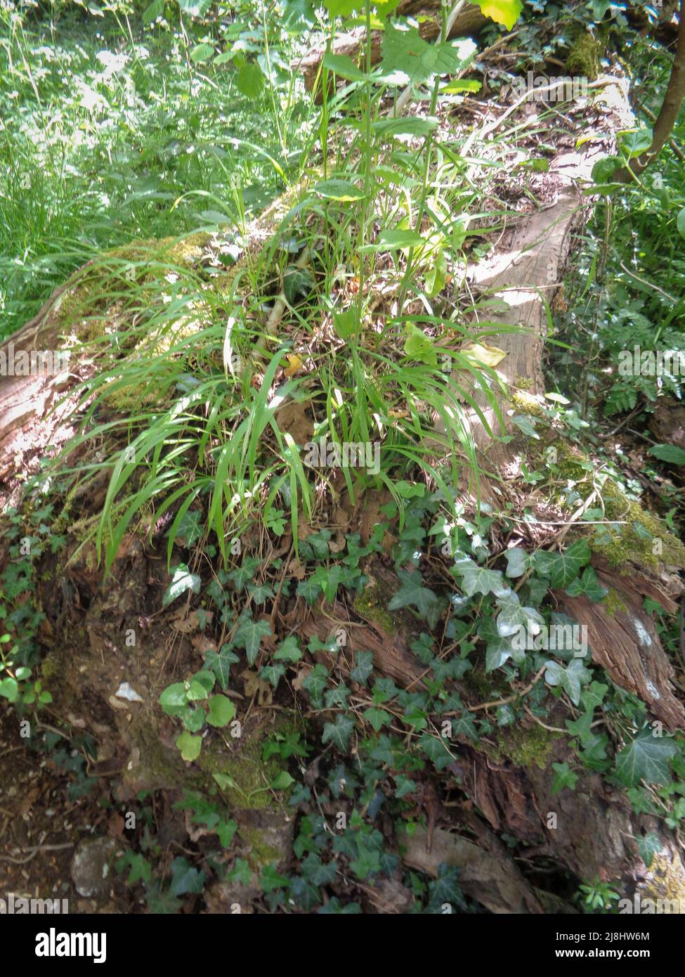 Natural environmental close up semi-abstract of grasses and ivy ...