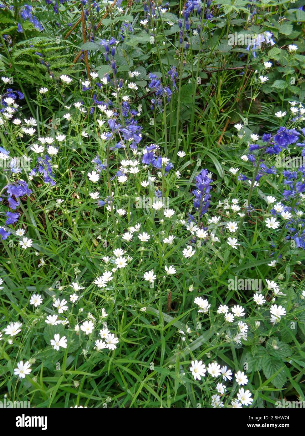 Intimate landscape of common English Bluebells in a spring woodland ...
