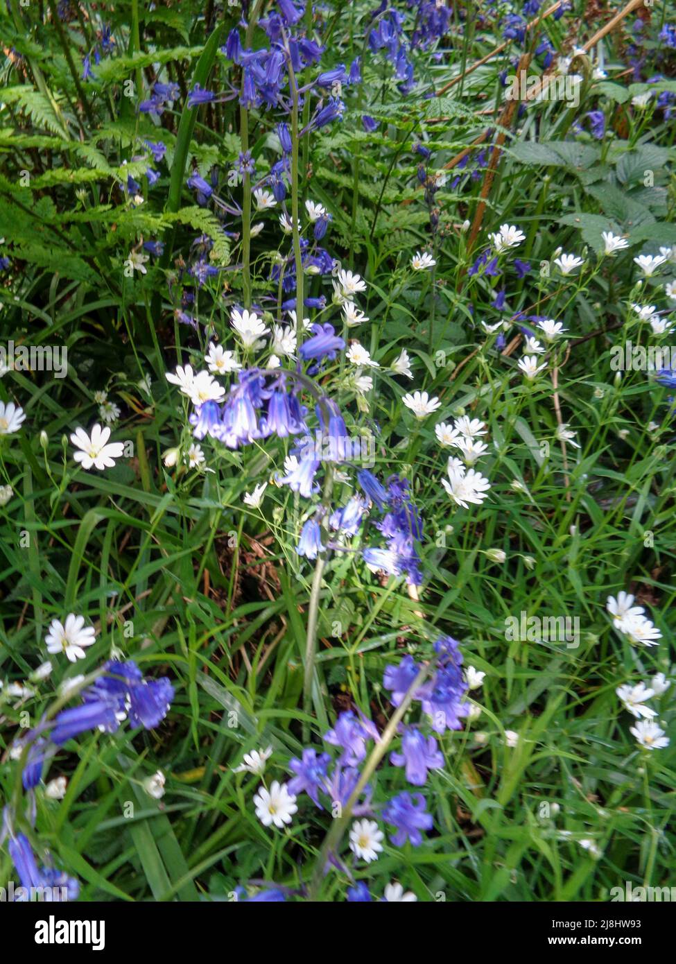 Intimate landscape of common English Bluebells in a spring woodland ...