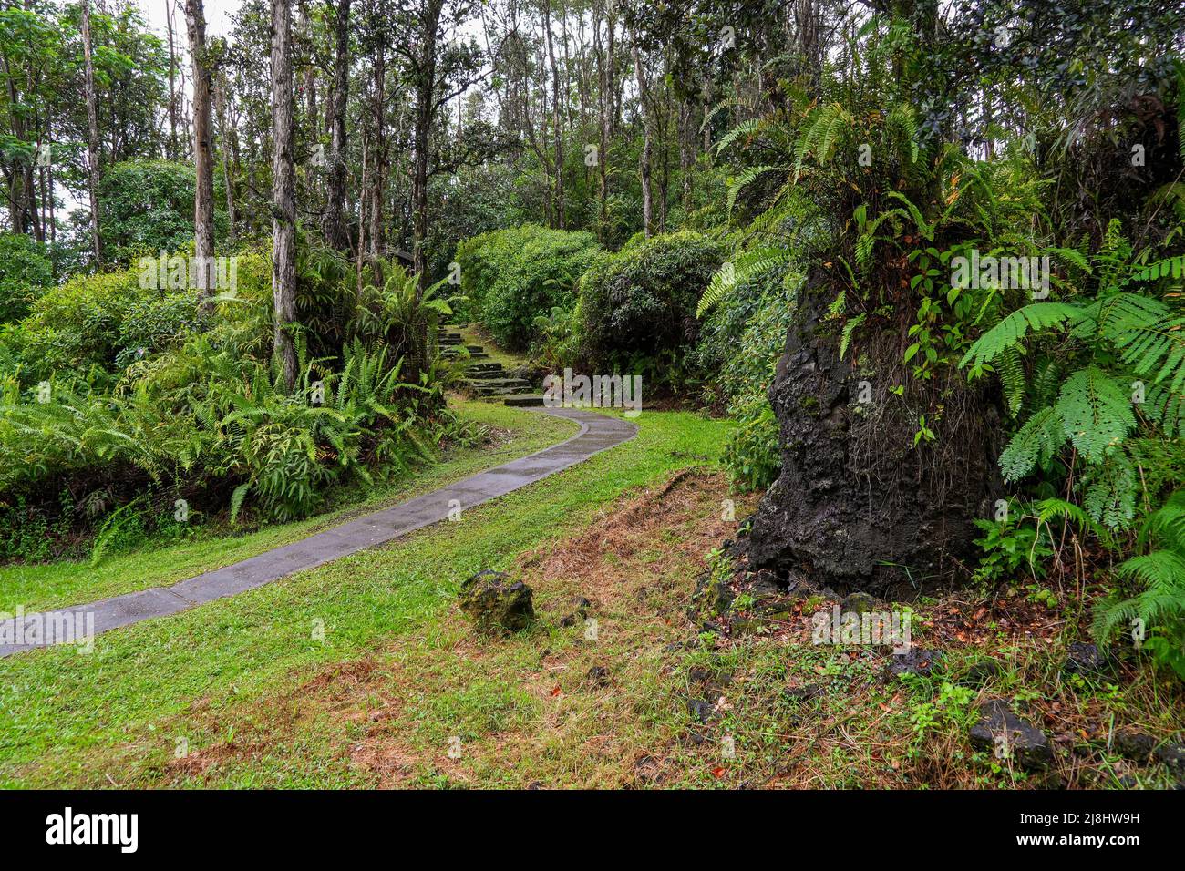 Lava Tree State Monument on the slopes of the Kilauea volcano in the ...