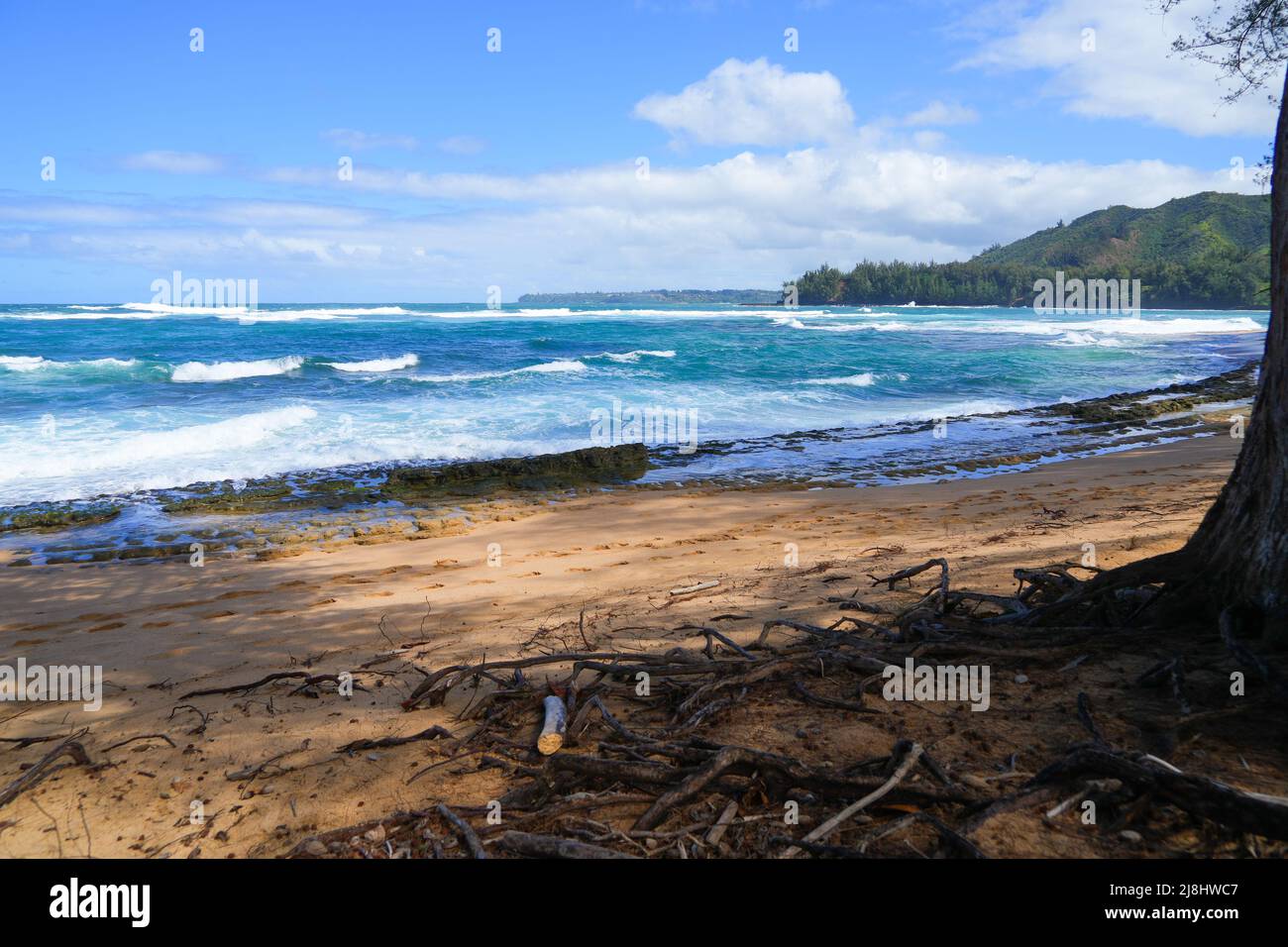 Tree roots on Lumaha'i Beach on the North Shore of Kauai island in ...