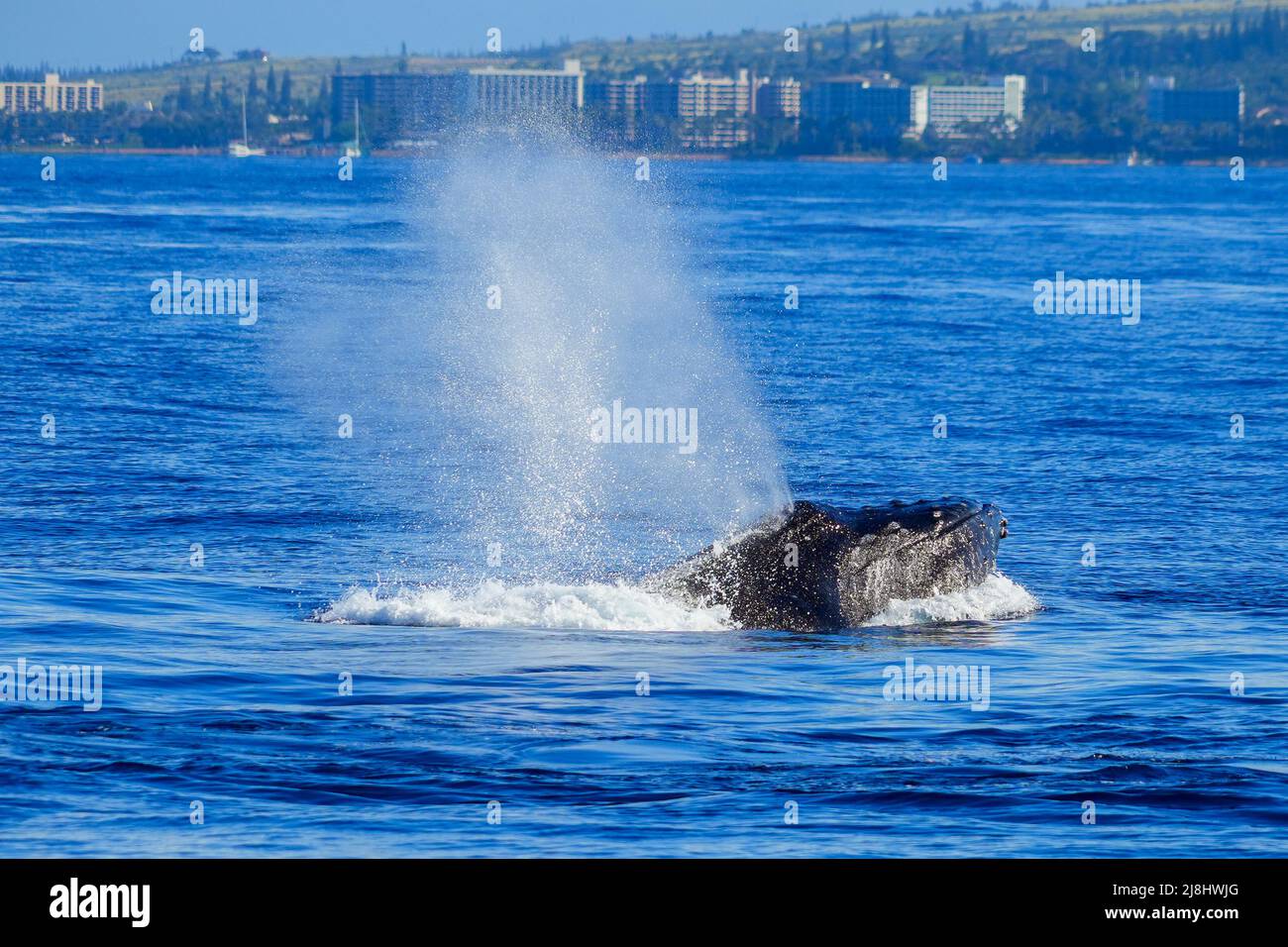 Whale spraying water hi-res stock photography and images - Alamy