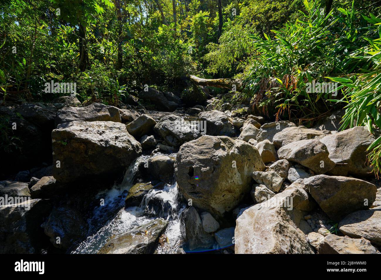 Stream flowing through the rainforest jungle of the Pipiwai Trail in ...