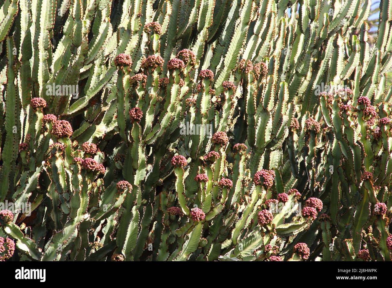 Candelabra tree fruit - Euphorbia candelabrum succulent plant in Jardin ...