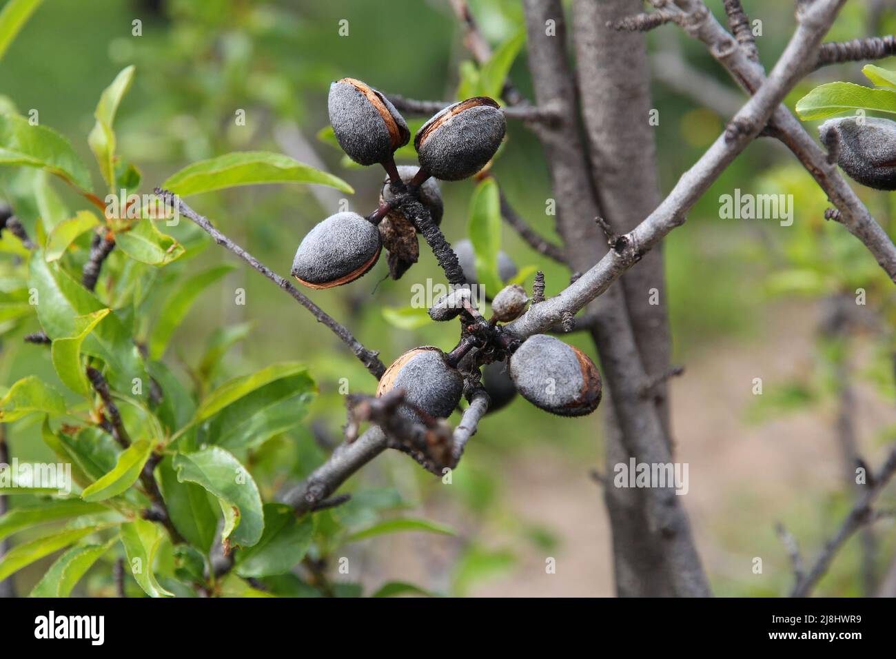 Almond fruit hi-res stock photography and images - Alamy