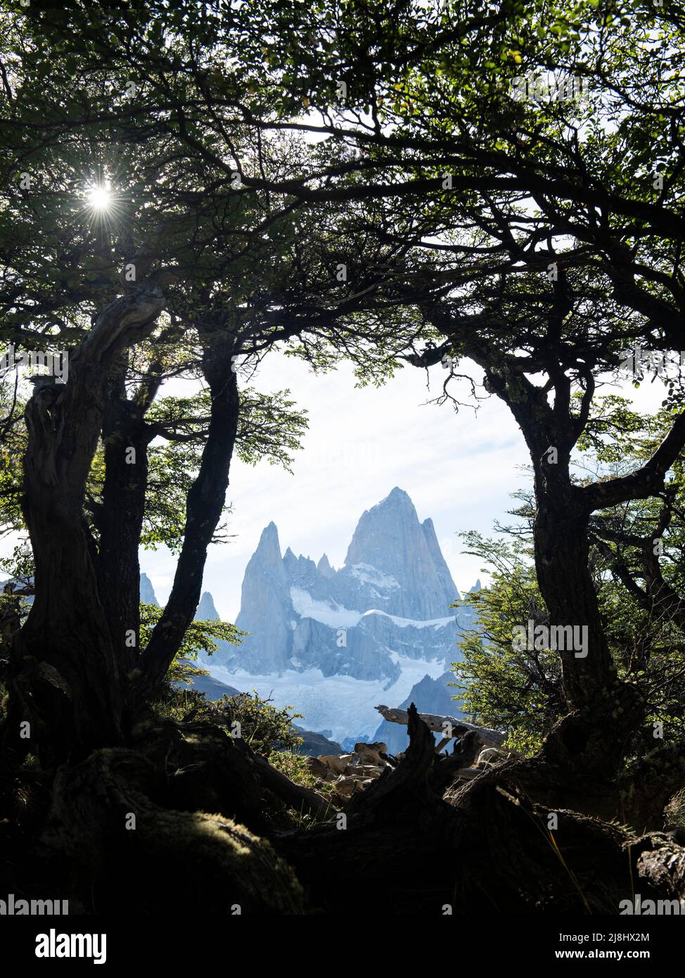 The Fitzroy massif framed by gnarled trees in forests of Los Gla Stock ...