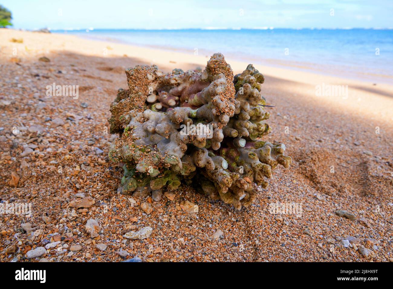 Dead coral hi-res stock photography and images - Alamy