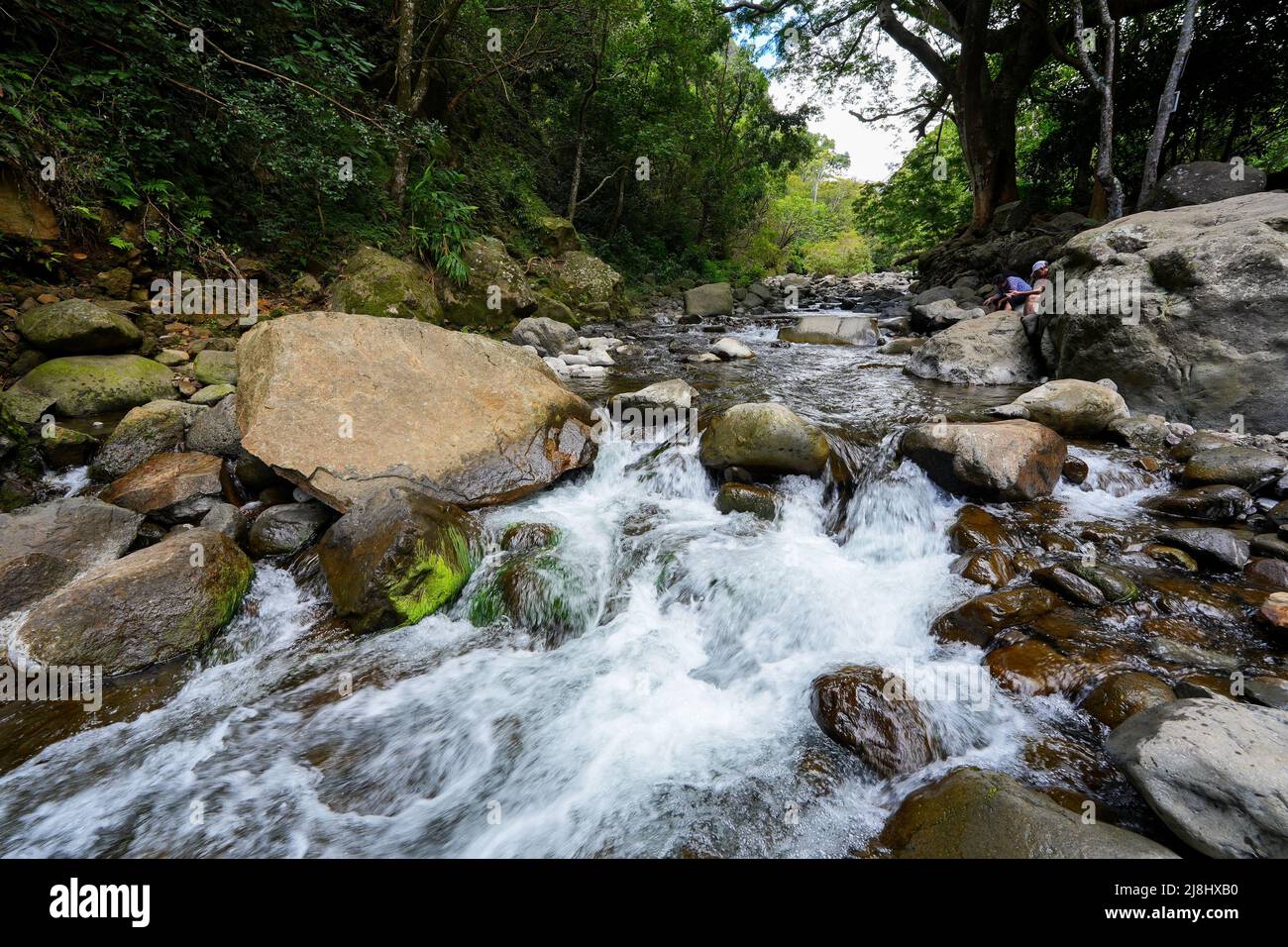 Iao stream in the rainforest of the Iao Valley in the west of Maui ...