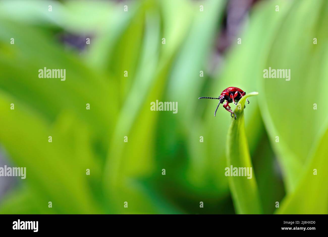 Bright red leaf beetle, Lilioceris merdigera Stock Photo - Alamy