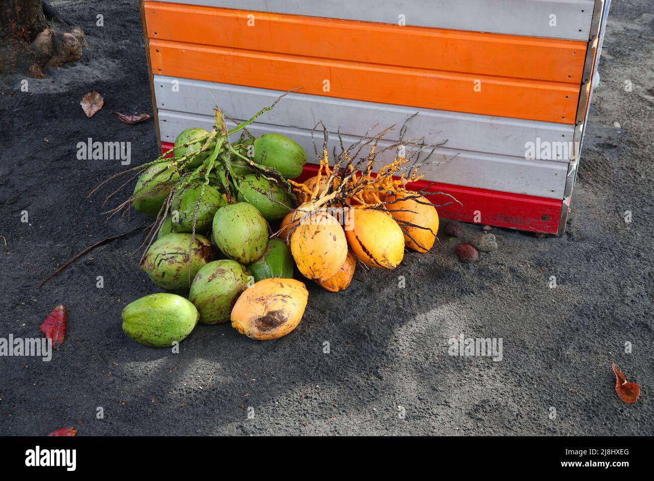 Fresh coconut fruit - green and yellow. Caribbean island of Guadeloupe ...