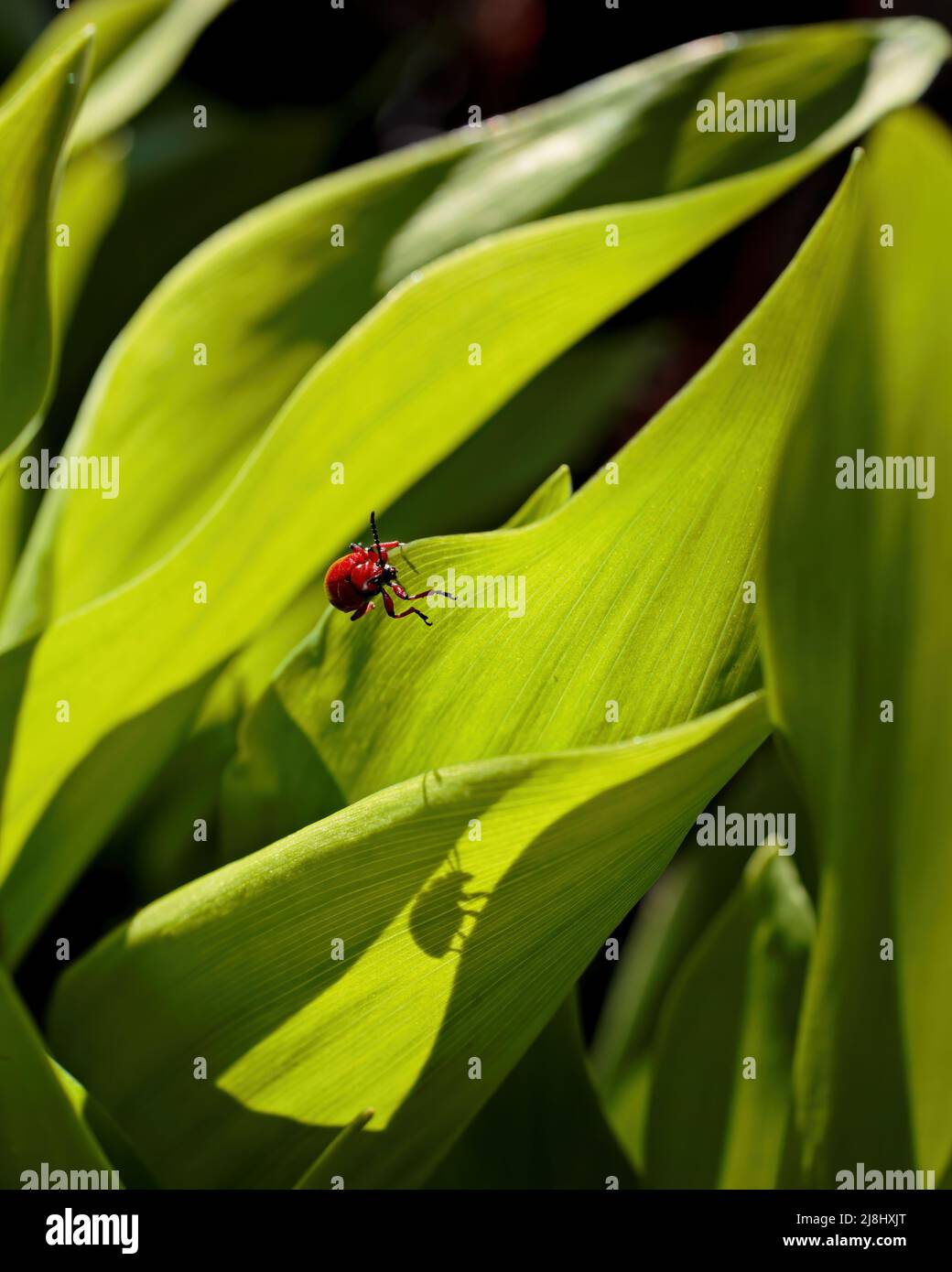 Bright red leaf beetle, Lilioceris merdigera Stock Photo - Alamy