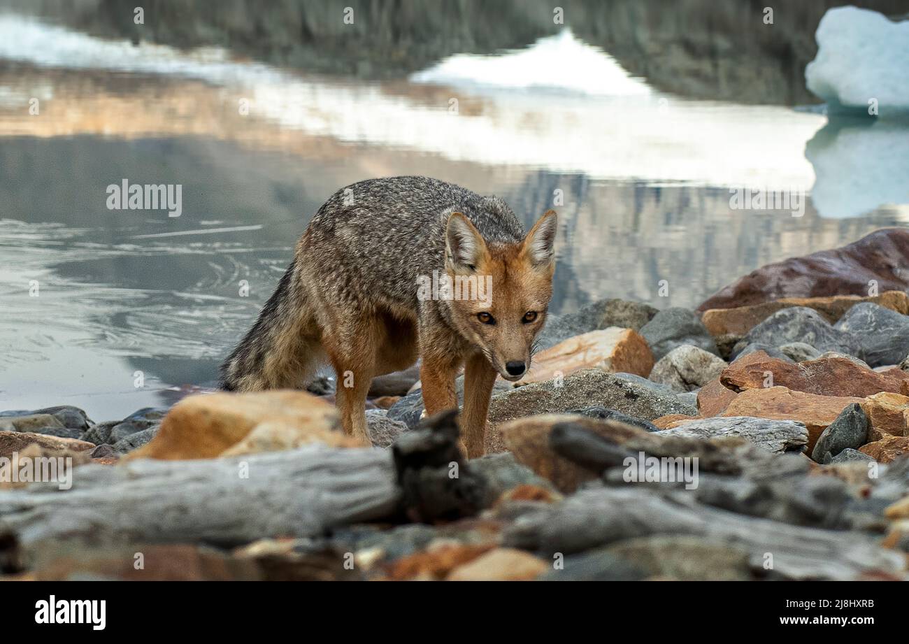 Fox lake hi-res stock photography and images - Alamy