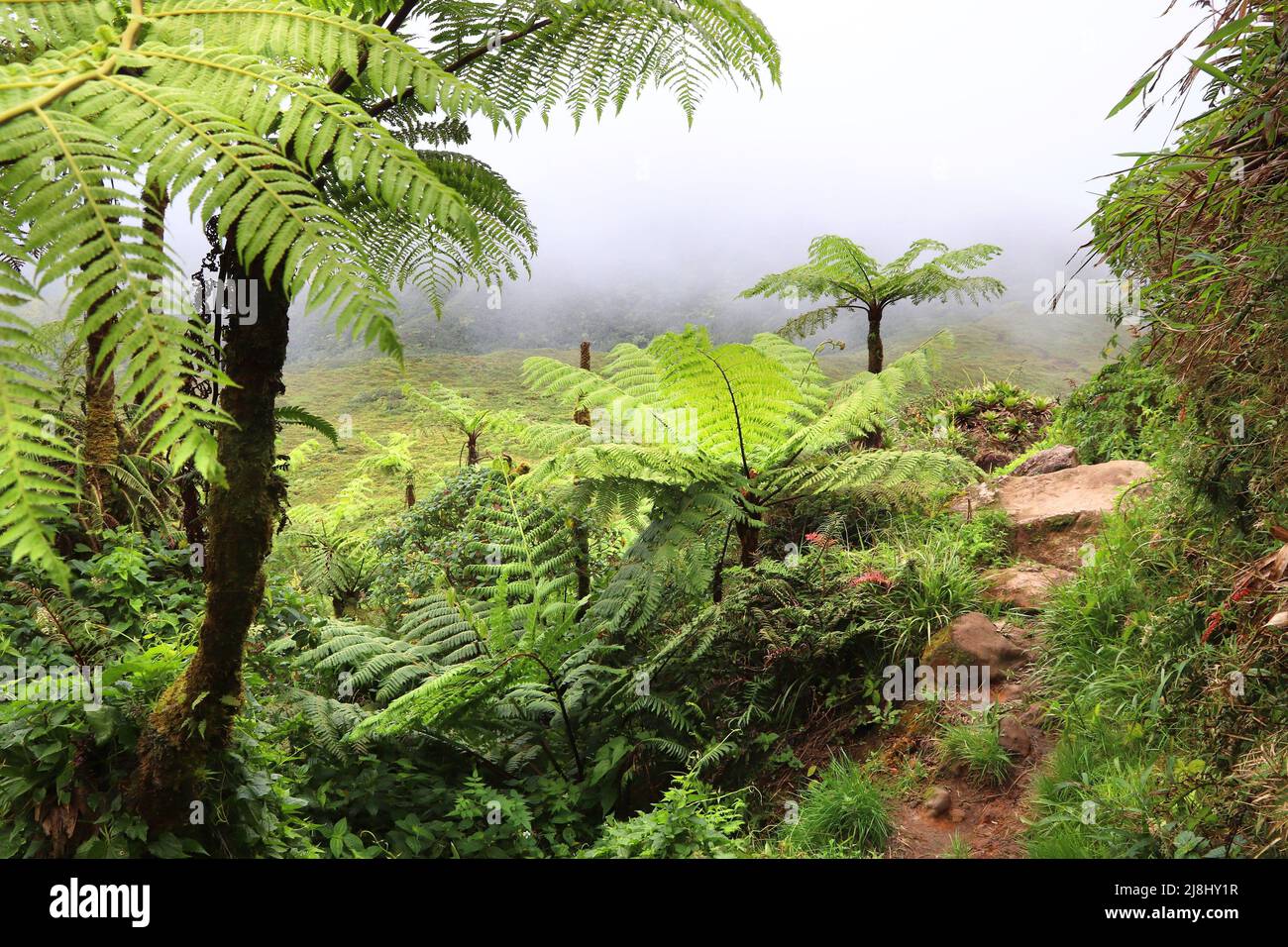 Volcano La Soufriere rainforest hiking trail in Guadeloupe. Green ...