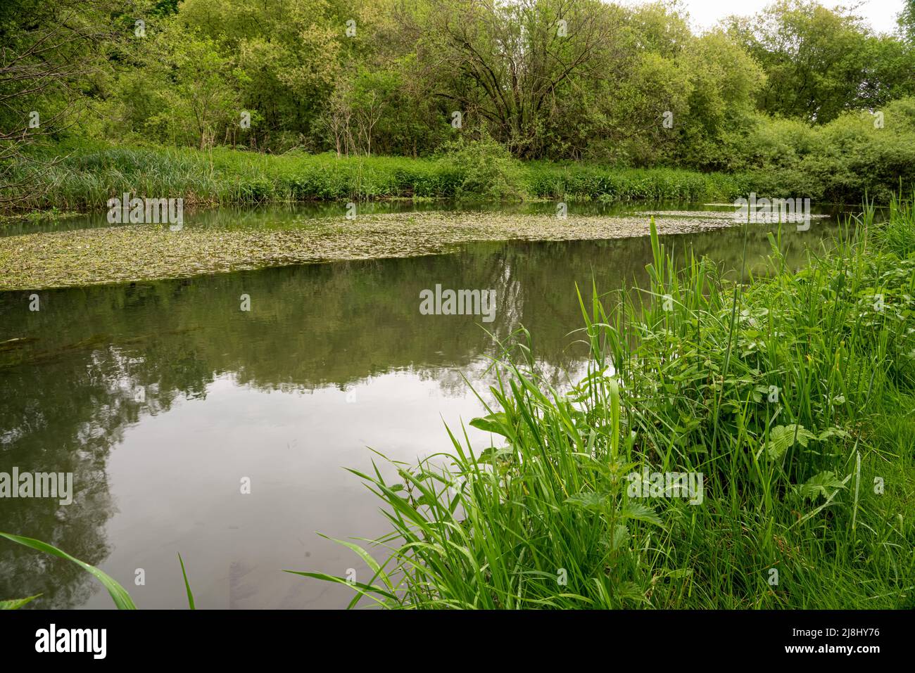 a scenic view of a clear water chalk stream river with vibrant summer ...