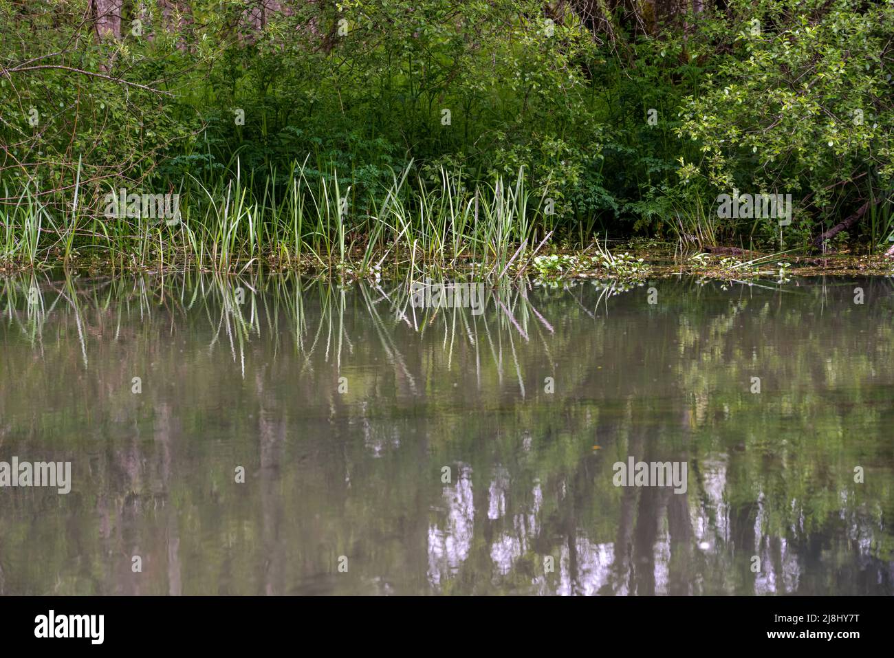 a scenic view of a clear water chalk stream river with vibrant summer ...