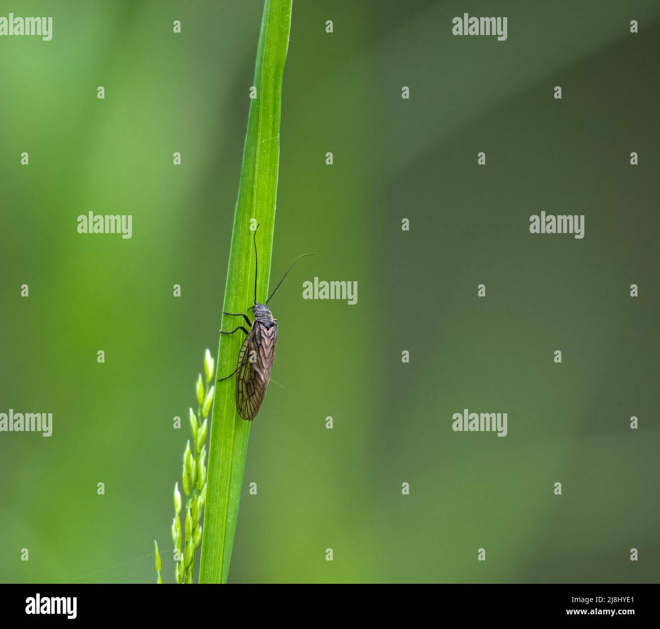 Mosquito flower pollination hi-res stock photography and images - Alamy