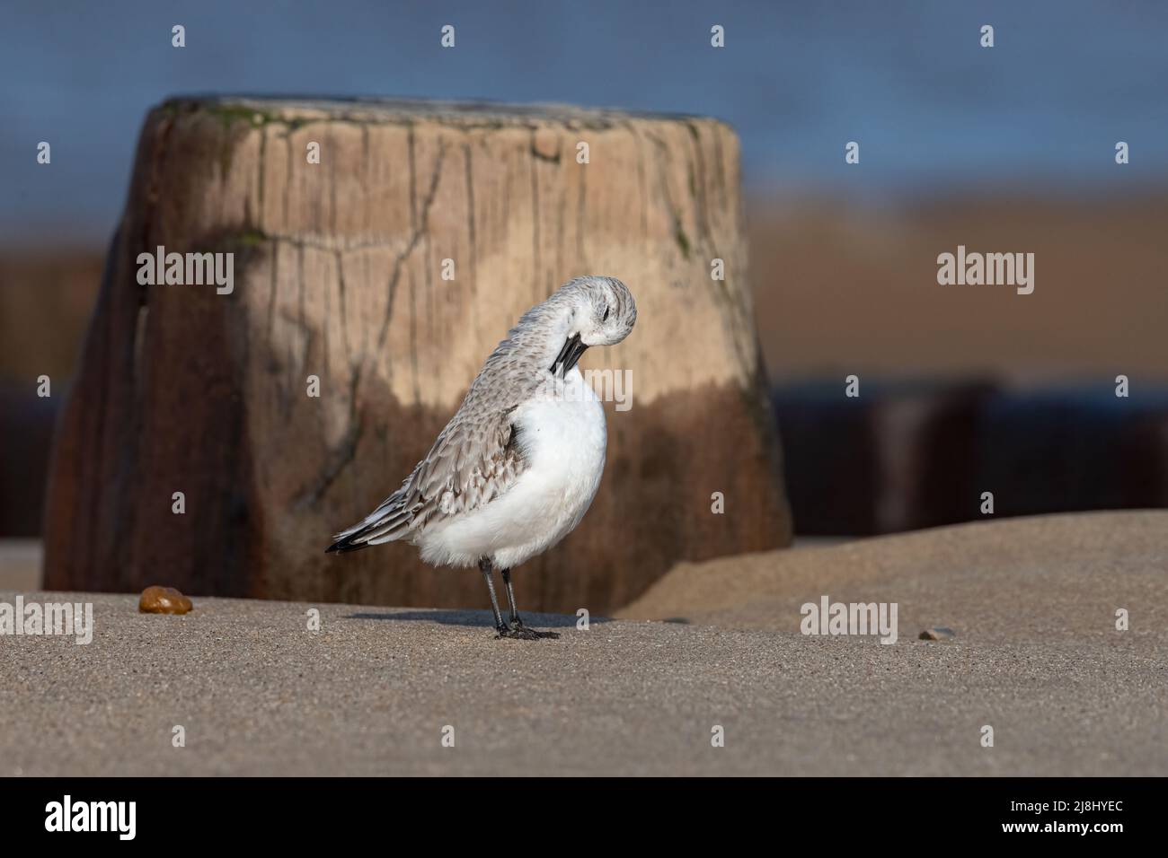 Sanderling calidris alba wader norfolk bird hi-res stock photography ...