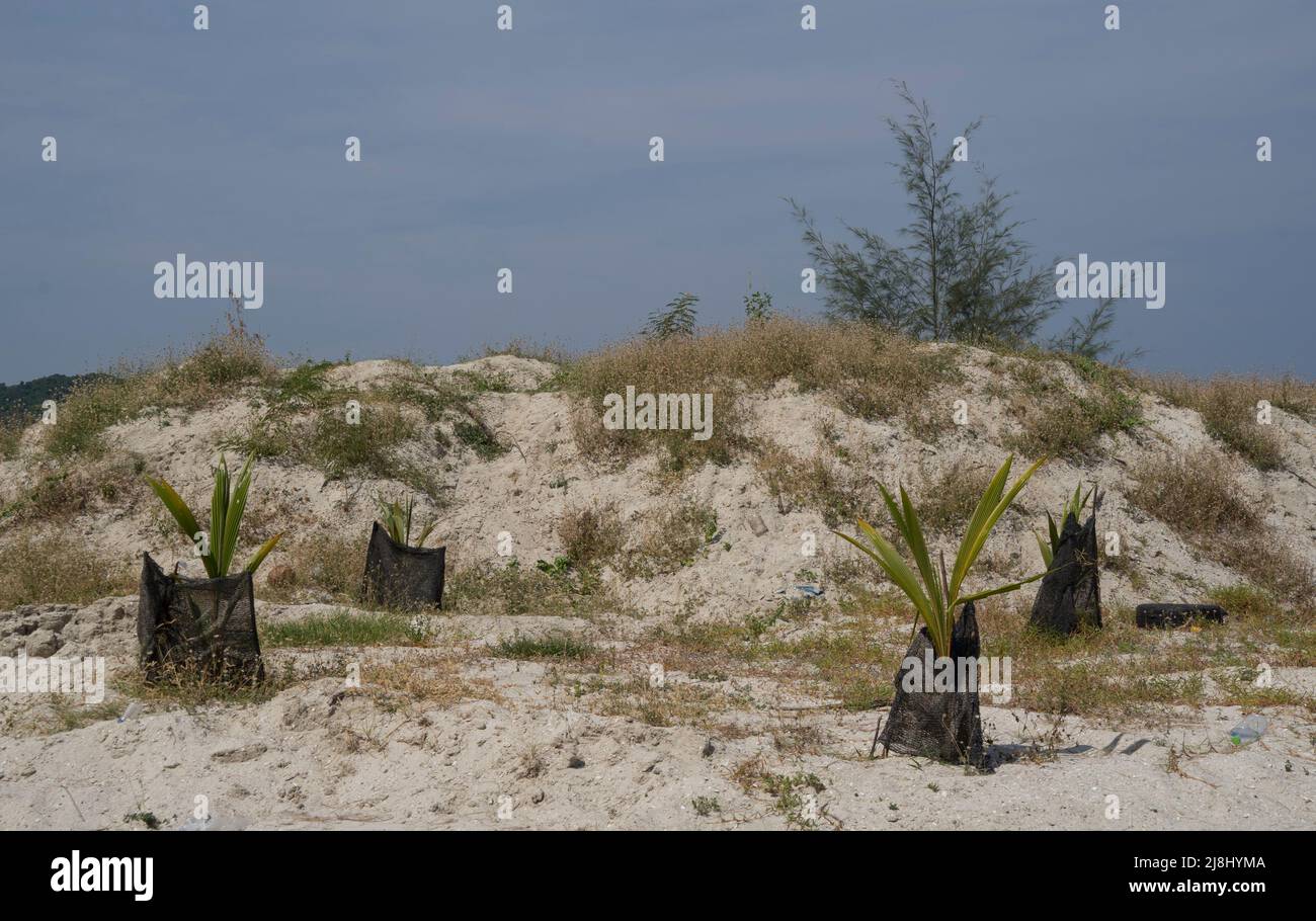 New palm trees planted on a beach in Penang,Malaysia,Asia Stock Photo ...