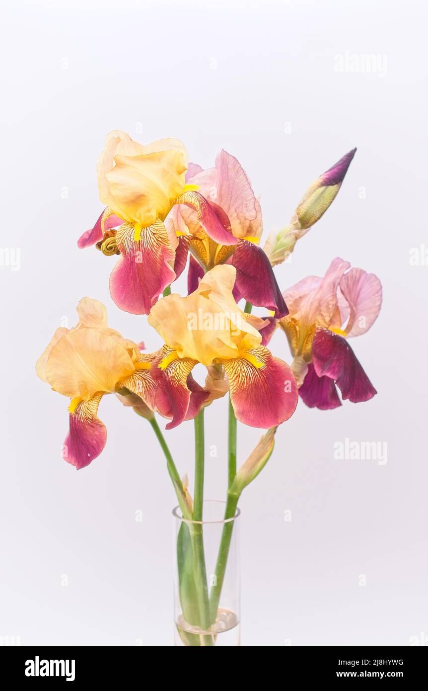 colorful iris germanica flowers close up against white background Stock ...