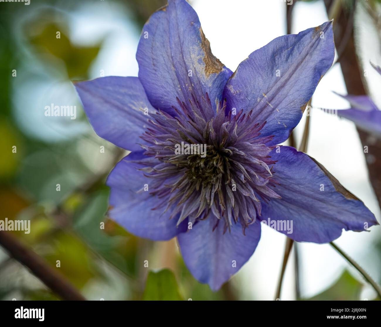 beautiful blue asian virginsbower climber in full summer bloom Stock ...