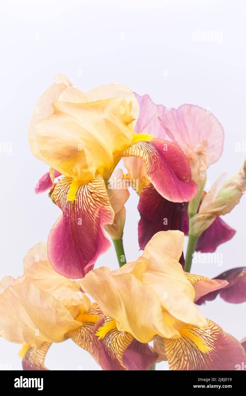 colorful iris germanica flowers close up against white background Stock ...