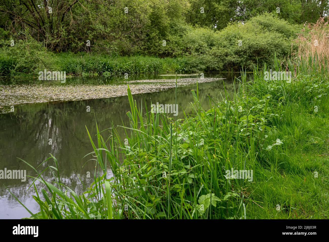 a scenic view of a clear water chalk stream river with vibrant summer ...