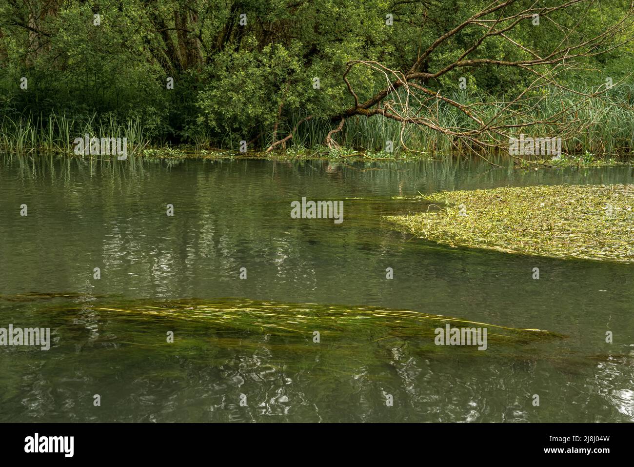 a scenic view of a clear water chalk stream river with vibrant summer ...