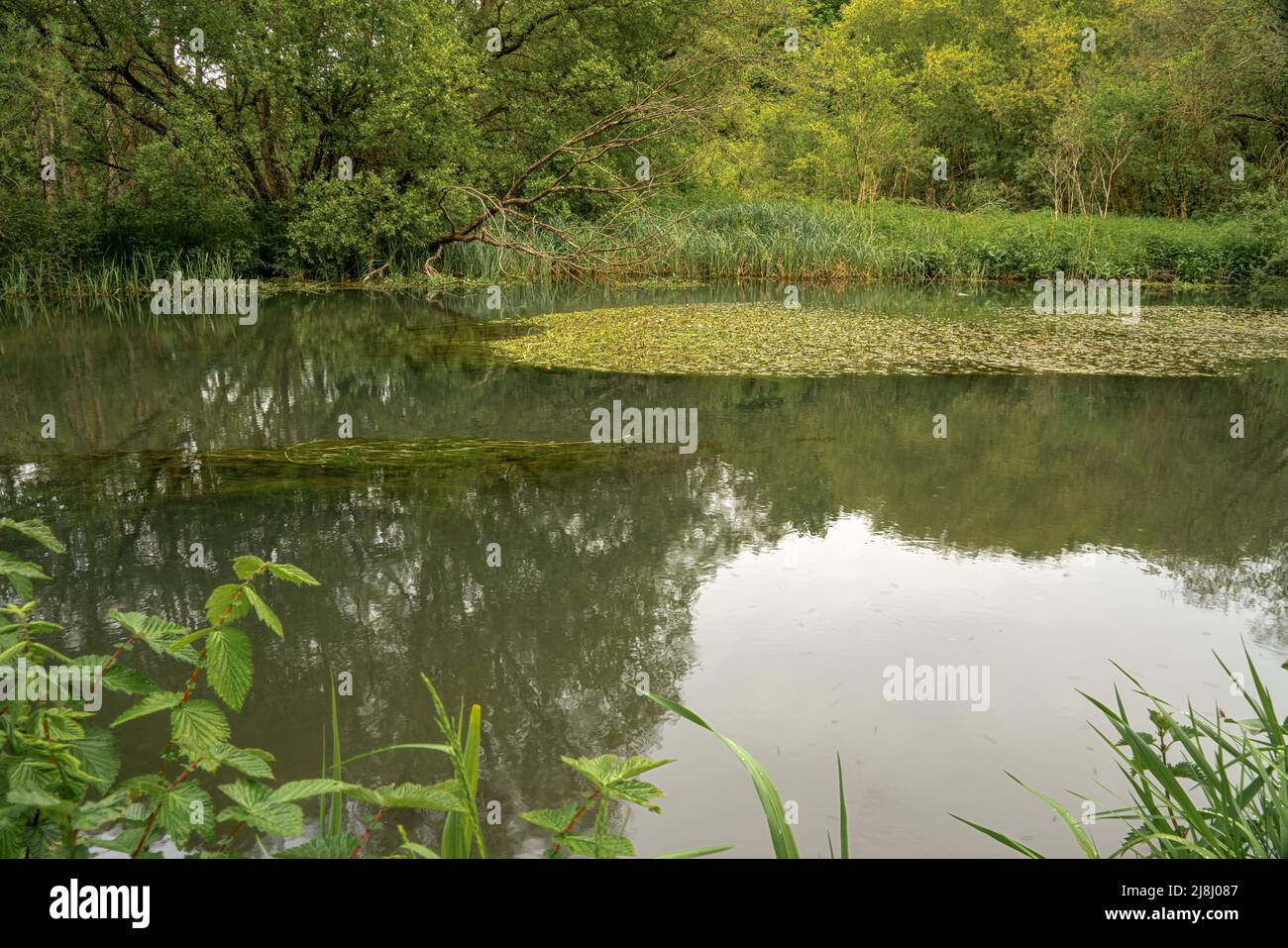 a scenic view of a clear water chalk stream river with vibrant summer ...