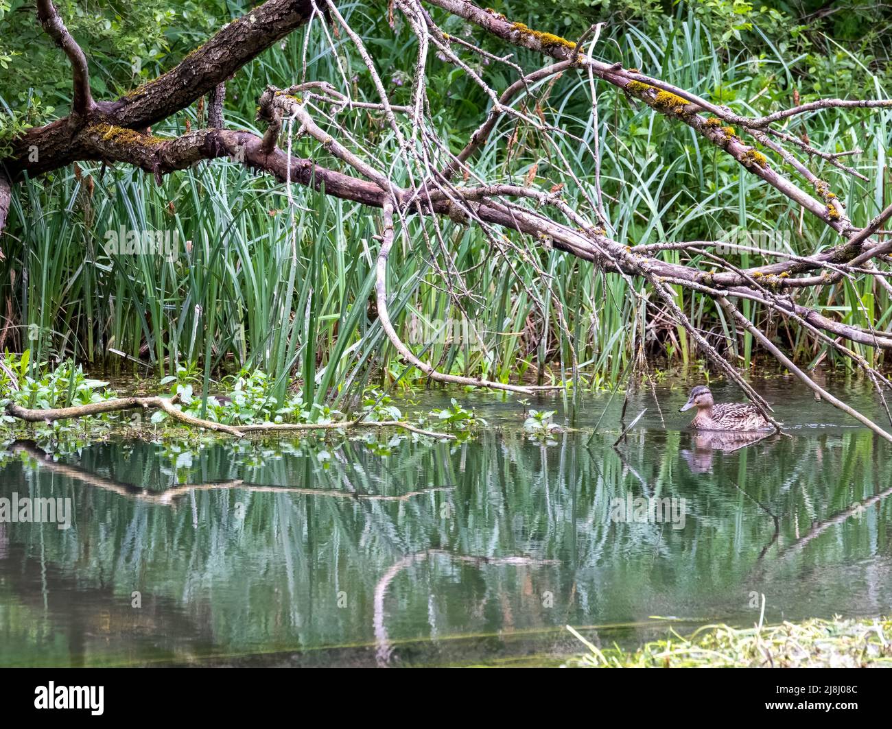 Overhanging tree hi-res stock photography and images - Alamy