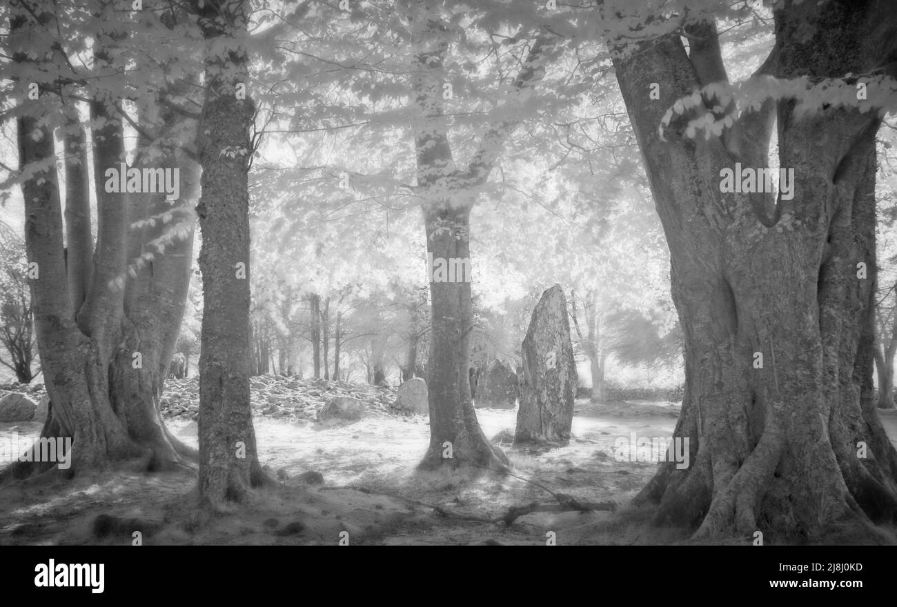 Standing Stone, Clava Cairns, Inverness, Highland, Scotland. This is an ...