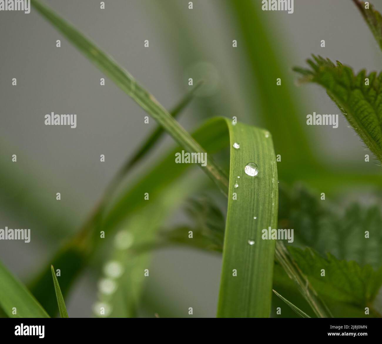 closeup of rain drops clinging to a green river reed leaf blade Stock ...