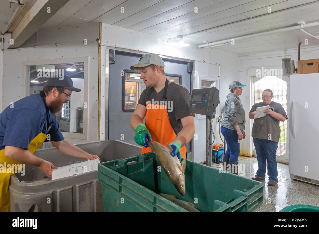 Bay Port, Michigan - Workers process the day's whitefish catch at the ...
