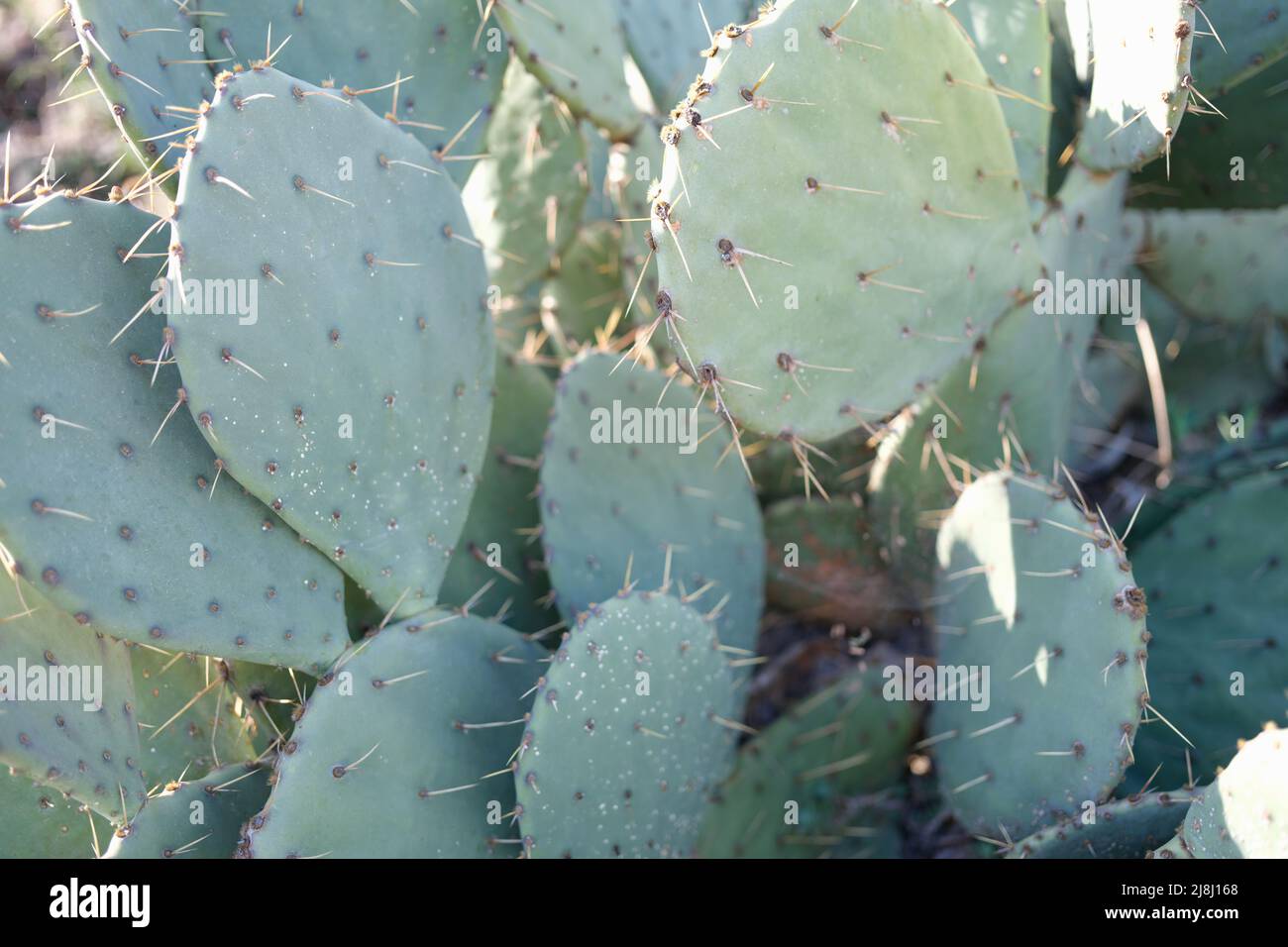 Cereus cactus plant leaves with spines in greenhouse Stock Photo - Alamy