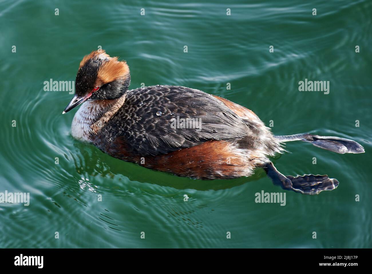 Grebe beach hi-res stock photography and images - Alamy